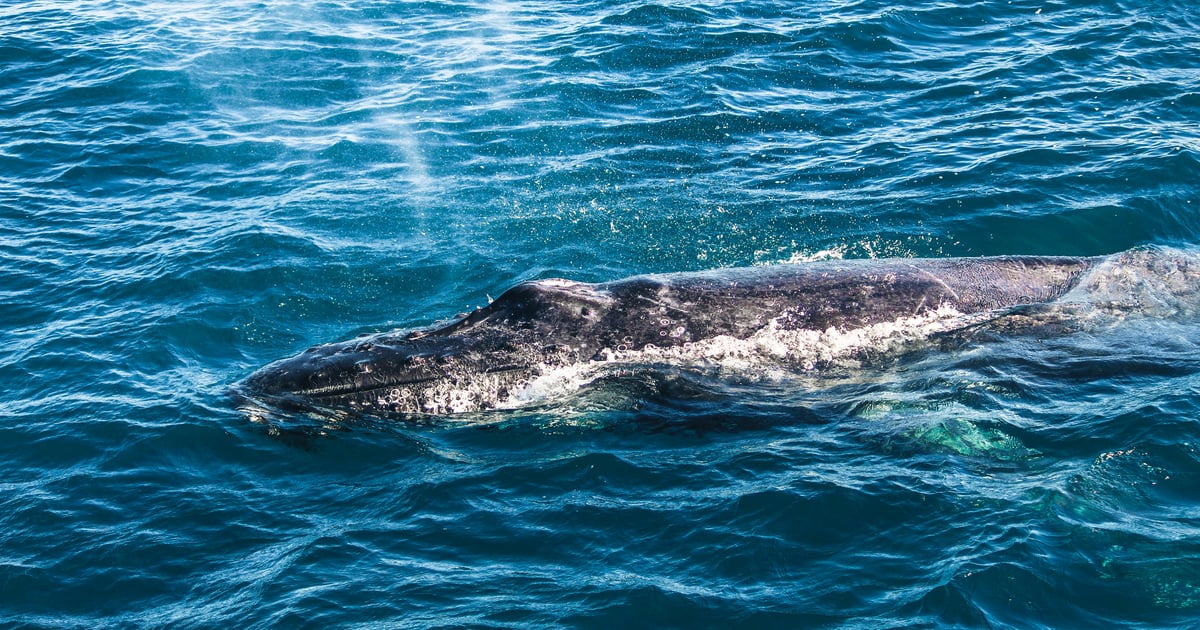 Humpback Whale Timmy Found Dead Off Denmark After Rescue Attempt