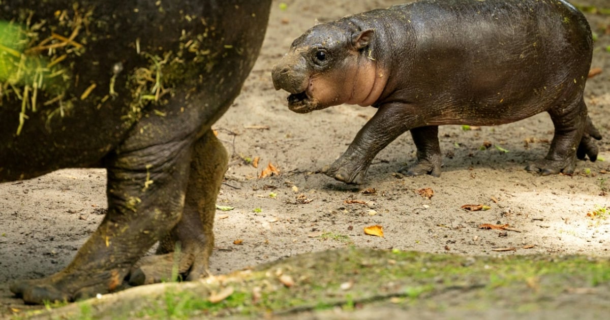 Berlin Zoo Names Baby Pygmy Hippo 'Brötchen'