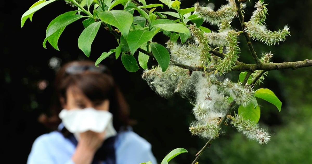 Rising Pollen Levels Expected Across Germany Next Week