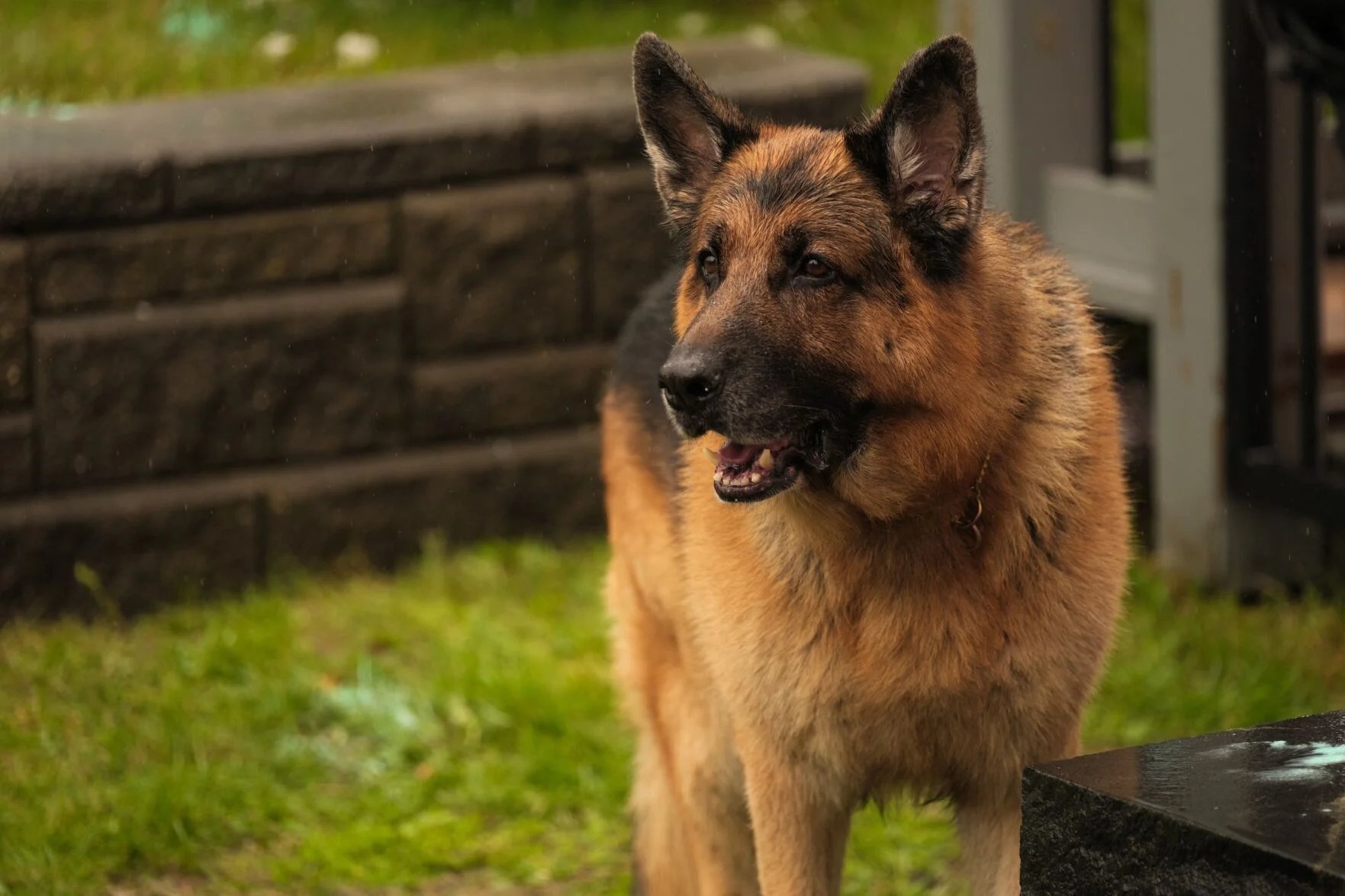 Diesel vom Burgimwald death: Cause, date, age, successors
