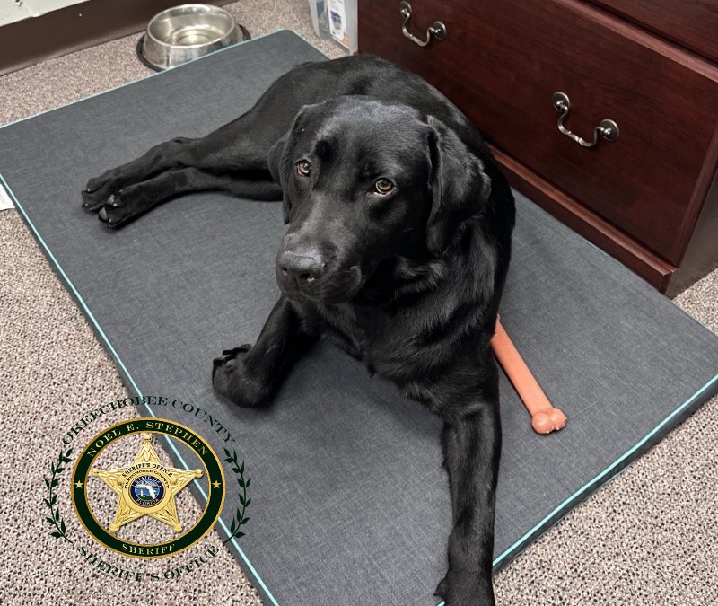 Okeechobee County Sheriff’s Office Welcomes Therapy K9 Angel to the Team