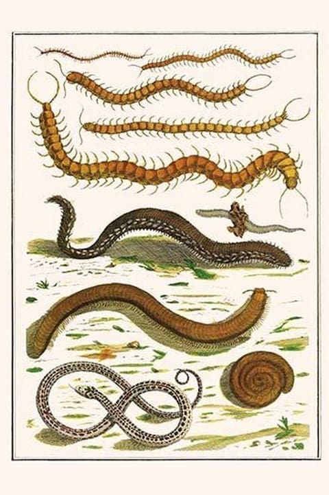 Luminous Centipede, Giant Centipede, Snake Millipede, Bristleworm ...