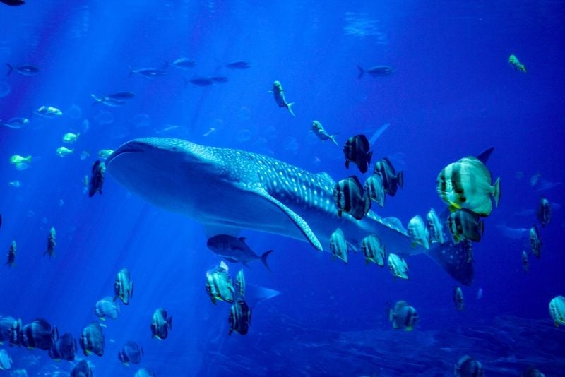 50 Best Aquariums in the World 2024 - TourScanner