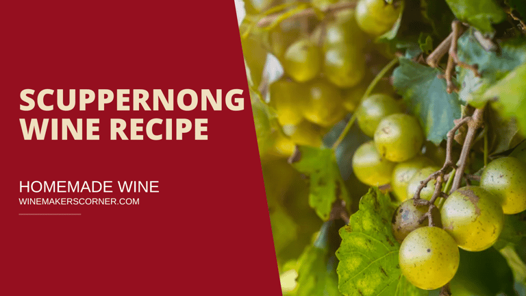 Outstanding Scuppernong Wine Recipe
