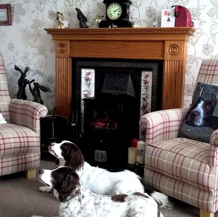 Harlequin Scion Animal Magic Fabric Adult Chair... - Folksy