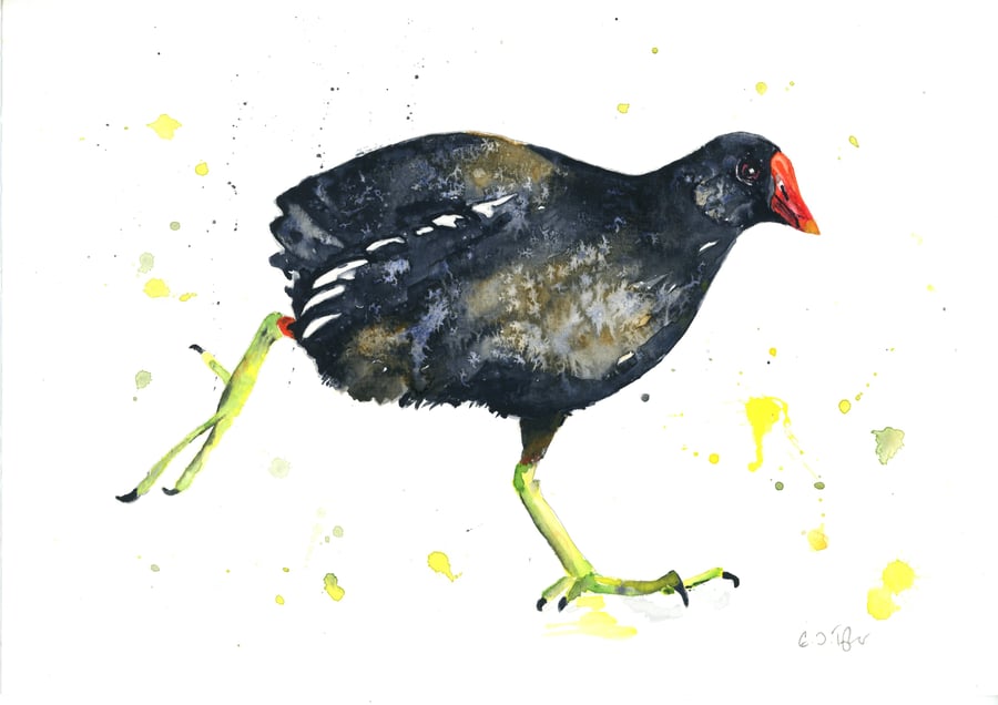 Running Moorhen limited edition print - Folksy