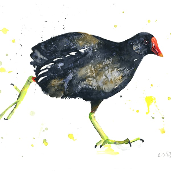 Running Moorhen limited edition print - Folksy