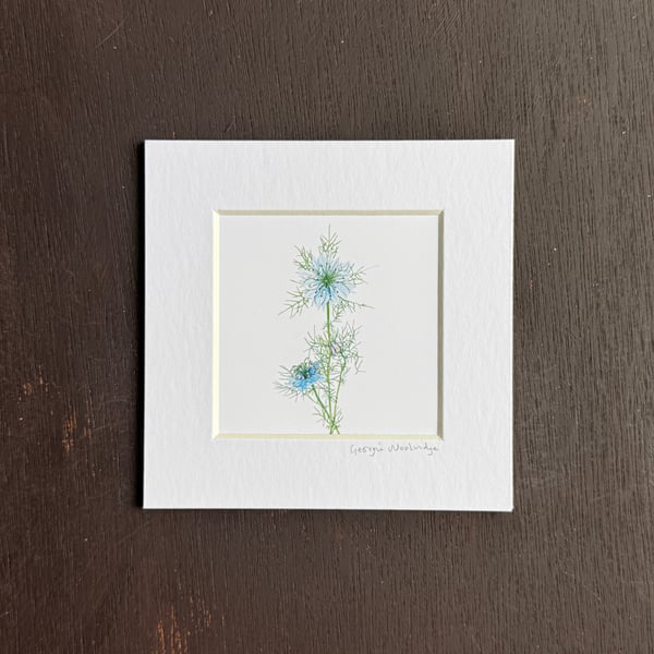 'Love in the Mist' 5" x 5" Mounted Print - Folksy