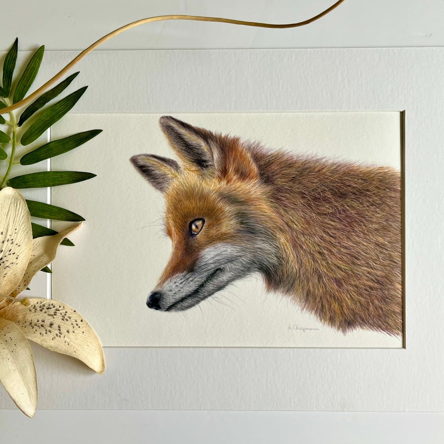 A4 Fine Art Print ‘Fox’ British wildlife collec... - Folksy