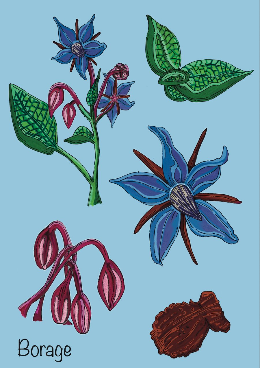 Art print - Borage flower. Art work. Art. Hand ... - Folksy