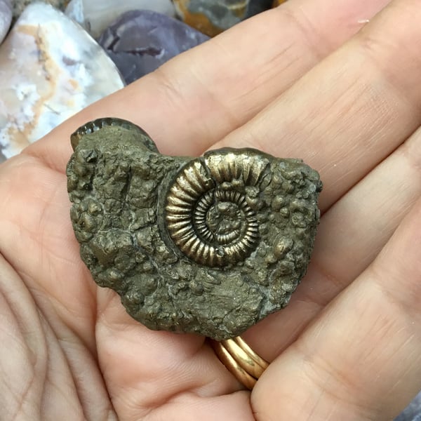 Double Golden Pyrite Ammonite Fossils Specimen ... - Folksy