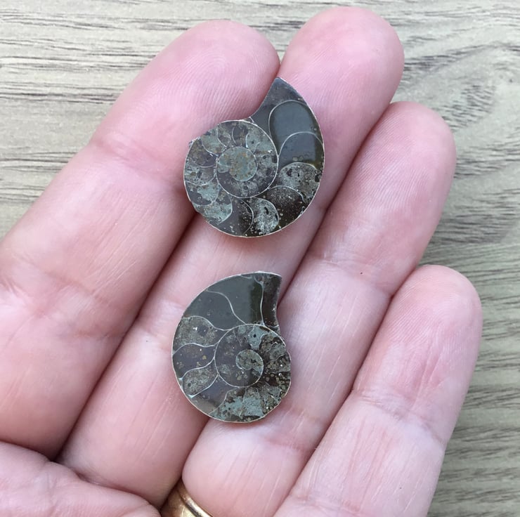 Beautiful Pair of Half Ammonites for Custom Jew... - Folksy