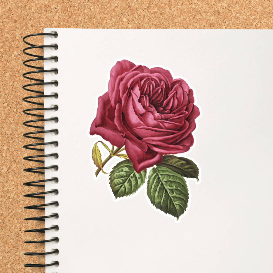 Large Pink French Rose Vintage Illustrated Sticker - Folksy