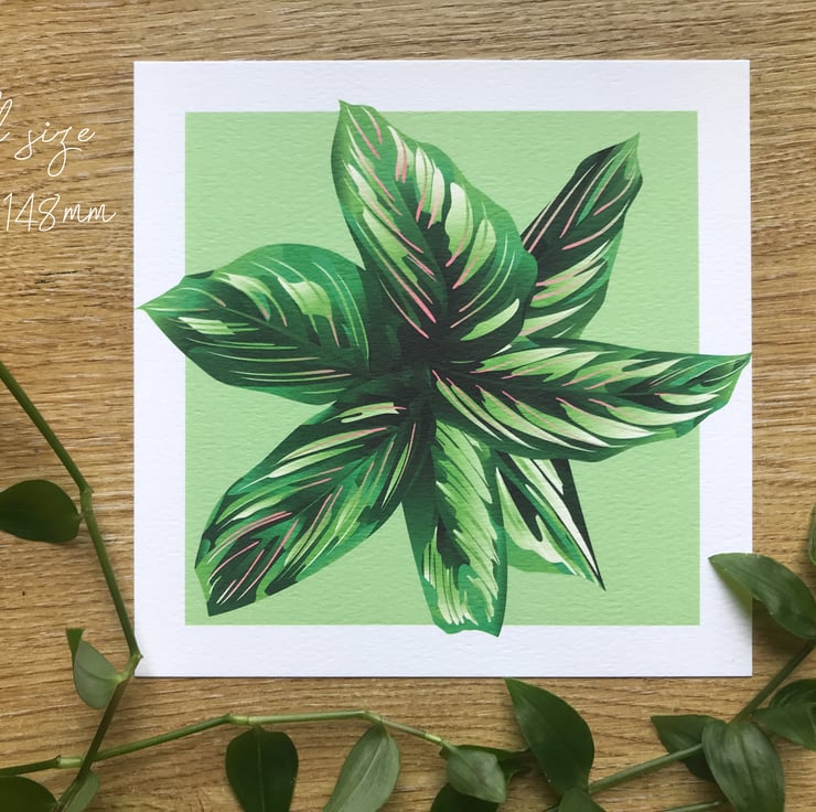 Calathea Art Print, Prayer Plant Wall Art, Bota... - Folksy