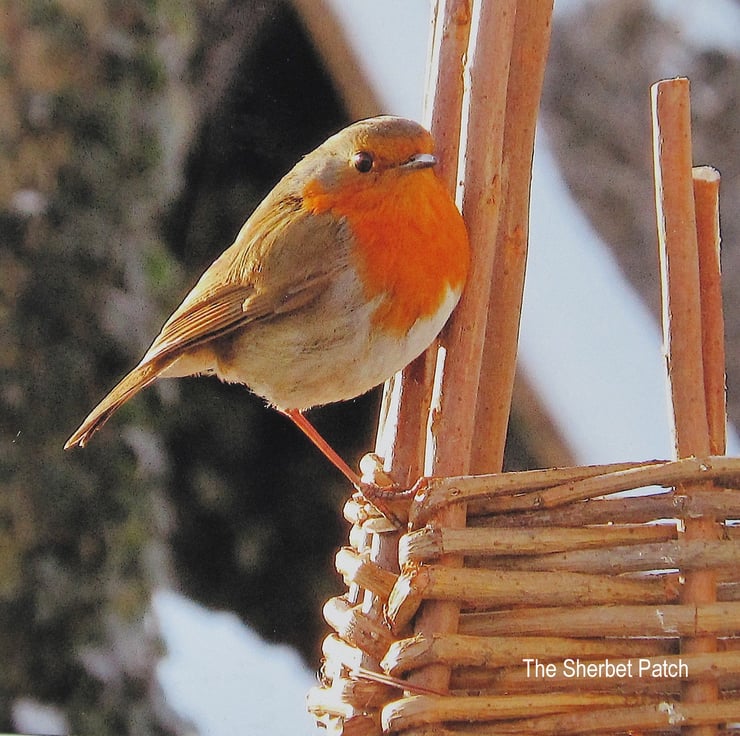 Garden robin. - Folksy