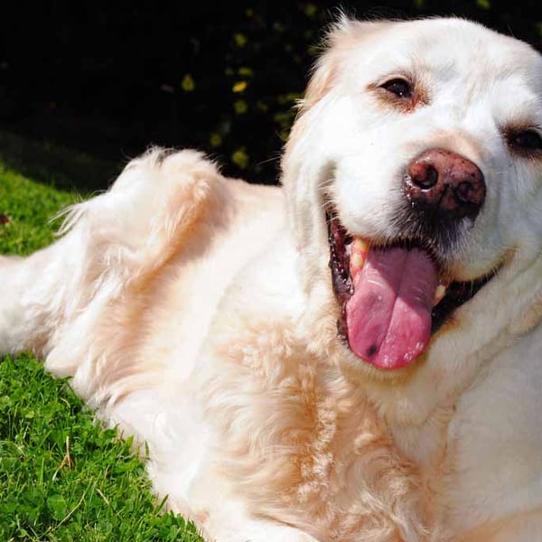 Golden Retriever Dog Portrait Photograph Print - Folksy