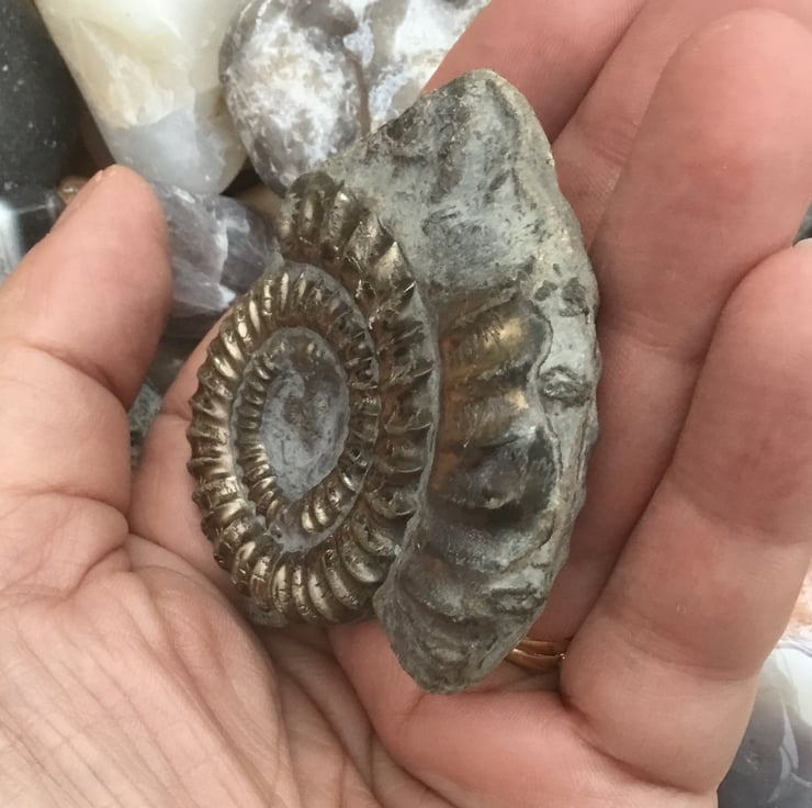 Beautiful Golden Pyrite Ammonite Fossil Specime... - Folksy