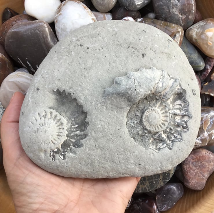 Large Double Ammonite Stone! Display, Collecta... - Folksy