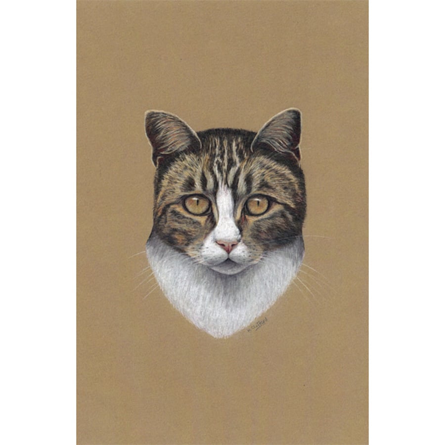 Tabby Cat Fine Art Print - Folksy