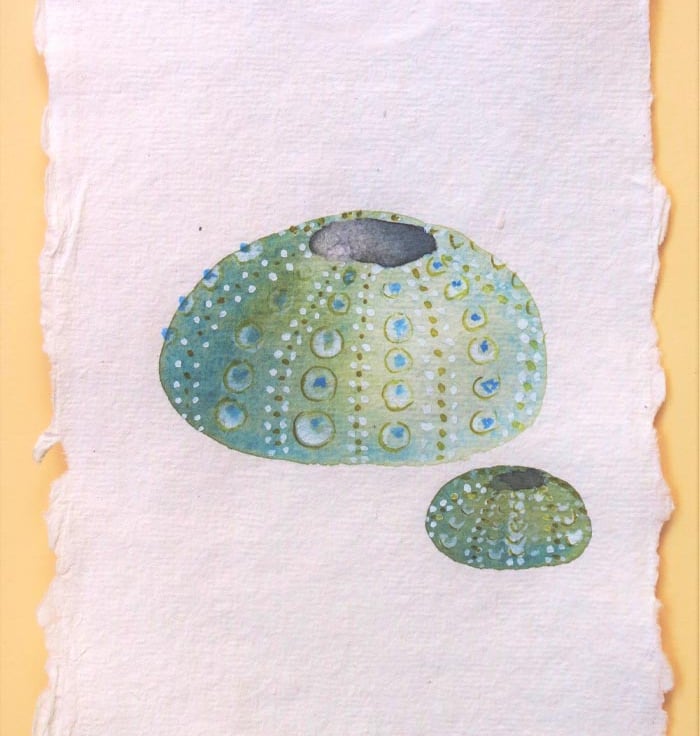 Sea urchins original watercolour paintin illust... - Folksy