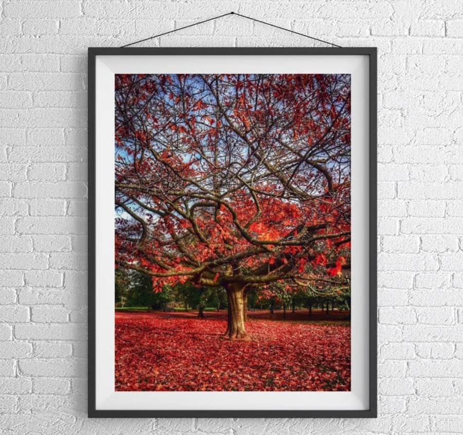 Red Tree Photo, Autumn Colours, Nature Print, F... - Folksy
