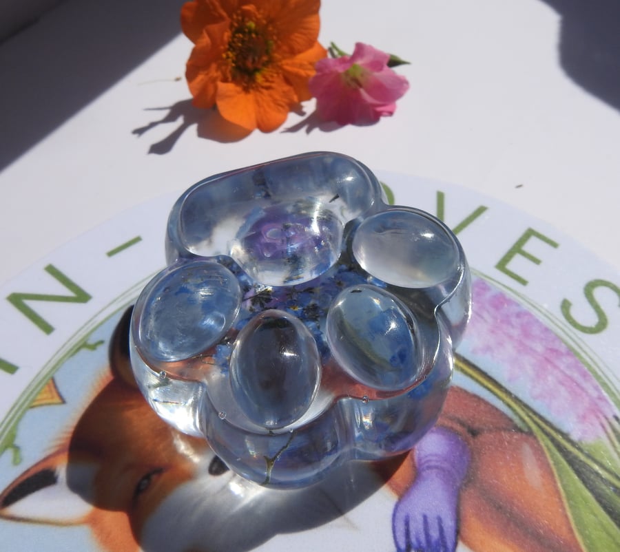 Real Flower Forget Me Not Paw Print - Gift For ... - Folksy