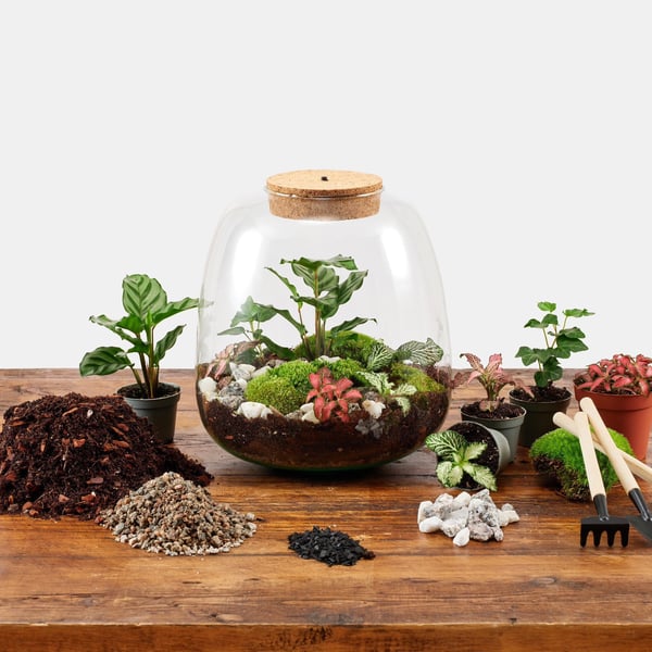 Large LED Terrarium Kit - With Plants - Folksy