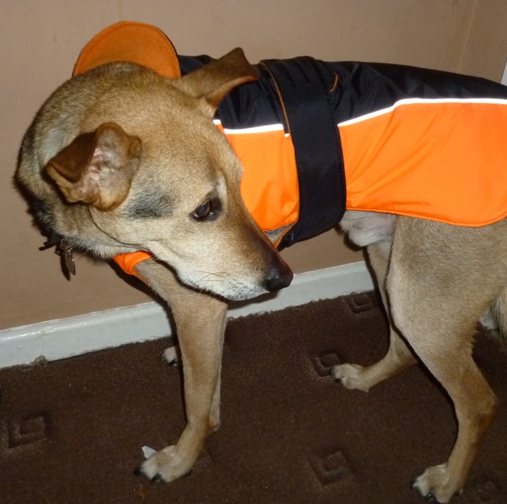 Chest protector dog coat -x small bespoke item ... - Folksy