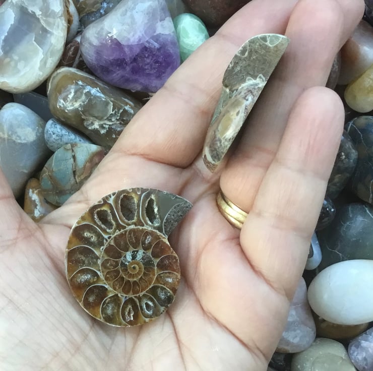 Beautiful Pair of Large Polished Ammonite Halve... - Folksy