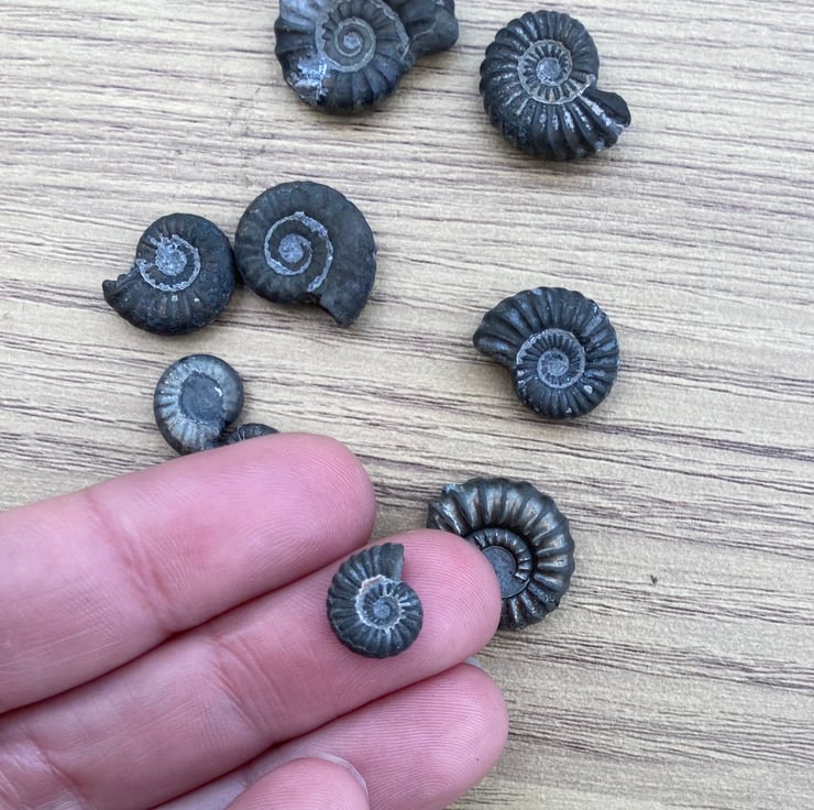 Nine Jurassic Pyrite Ammonites. Actual Pyrite ... - Folksy
