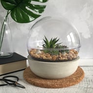 Concrete Terrarium Succulent & Aloe planter - Folksy