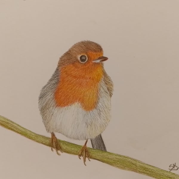 Beautiful Robin - Original Colour Pencil Drawin... - Folksy