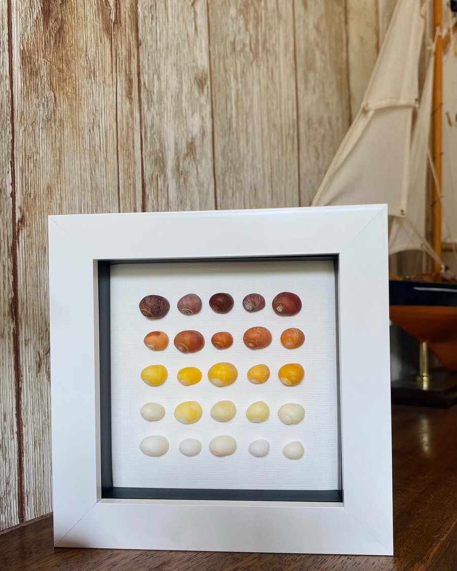 Periwinkle shell box frame artwork - Folksy