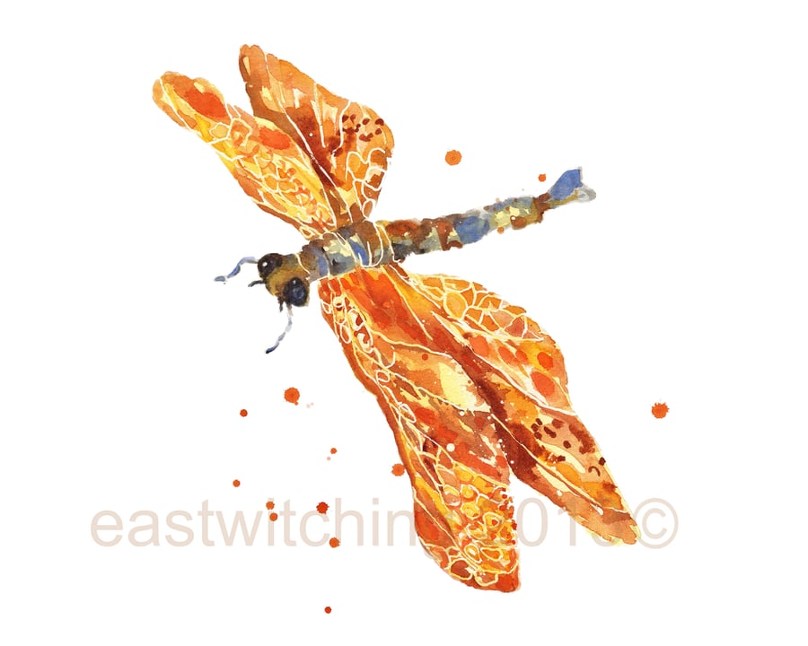 Watercolour DRAGONFLY Print - Folksy