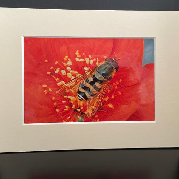 8x6 Cream Mounted Print of Wasp - Folksy