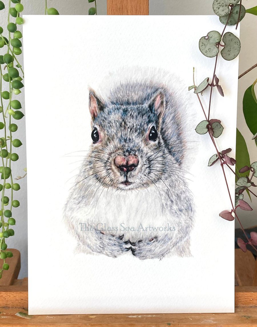 Print Of Grey Squirrel Coloured Pencil Drawing ... - Folksy