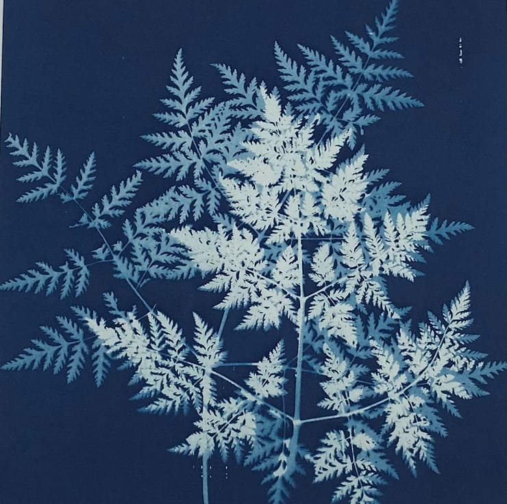 Lacey Blues, a Cyanotype Original - Folksy
