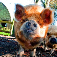 New Zealand Kunekune Pig Photograph Print - Folksy
