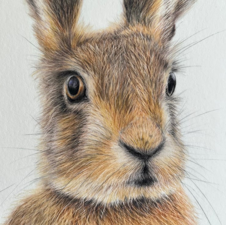 A4 Fine Art Print ‘Hare’ British wildlife colle... - Folksy