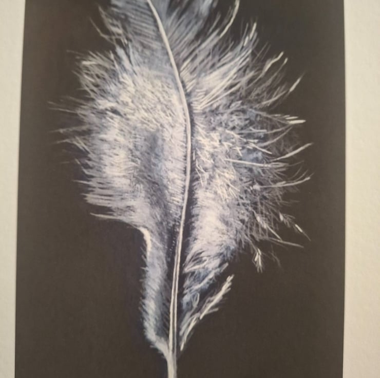 White feather drawing, Giclee prints, White on ... - Folksy