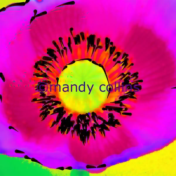 'Bright Pink Poppy' - A4 Archival Matte print - Folksy