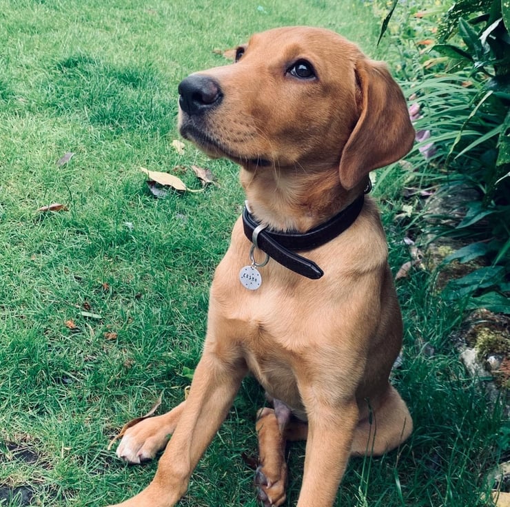 Dog Tag - personalised pet tag - aluminium - si... - Folksy