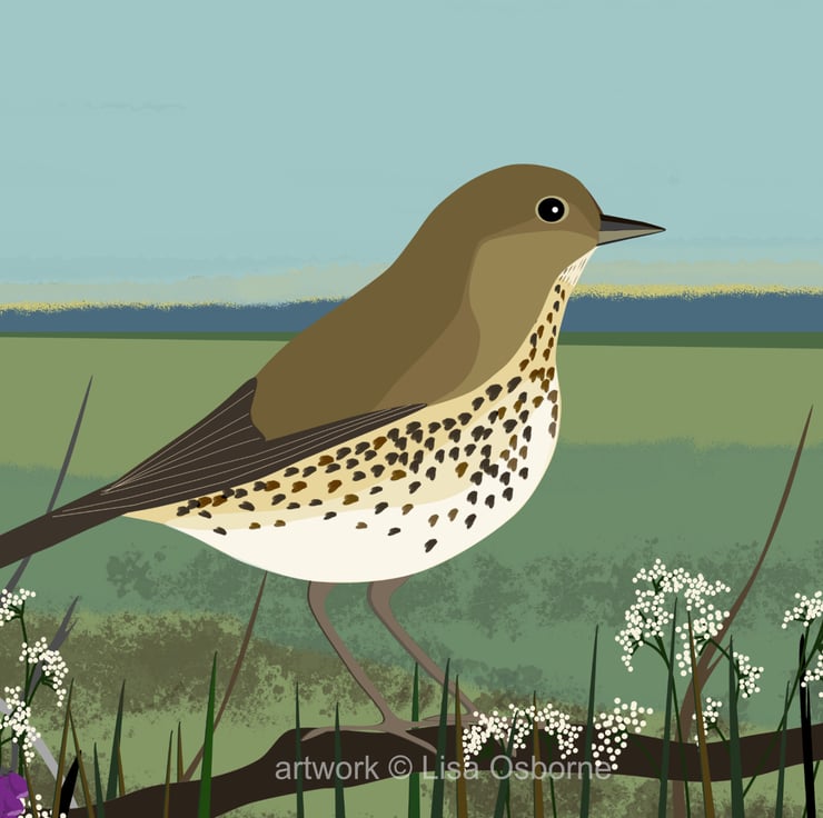 Song thrush - bird art print - garden birds - Folksy