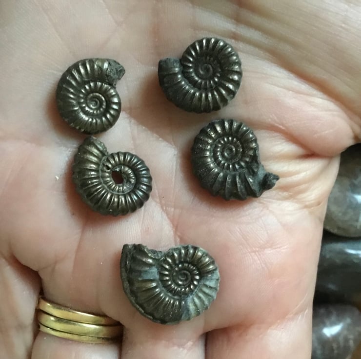 Five Golden Jurassic Ammonites. Actual Golden ... - Folksy