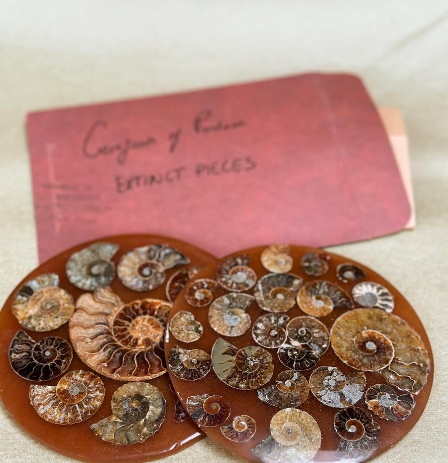 Ammonite coaster PAIR genuine fossil geology pa... - Folksy