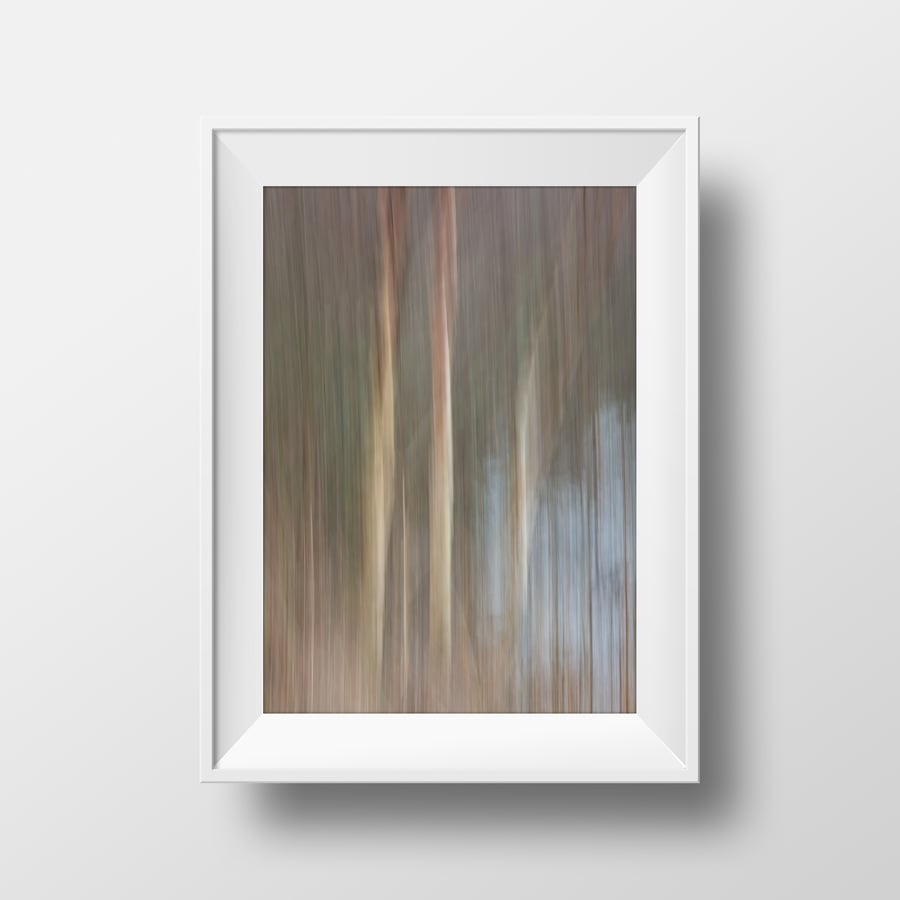 Silver Birch Trees, Cors Caron - Folksy