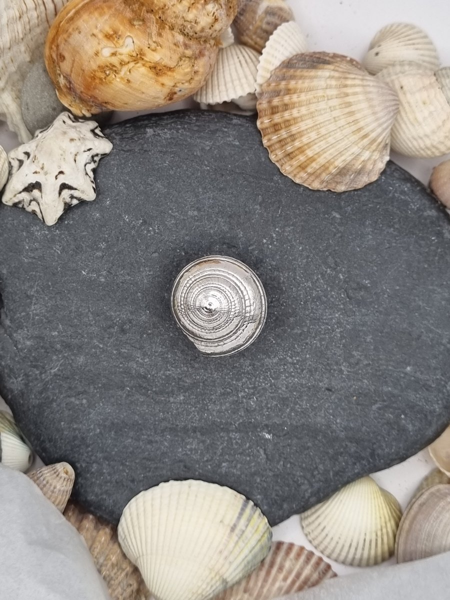 Real sundial seashell preserved in silver, tie ... - Folksy