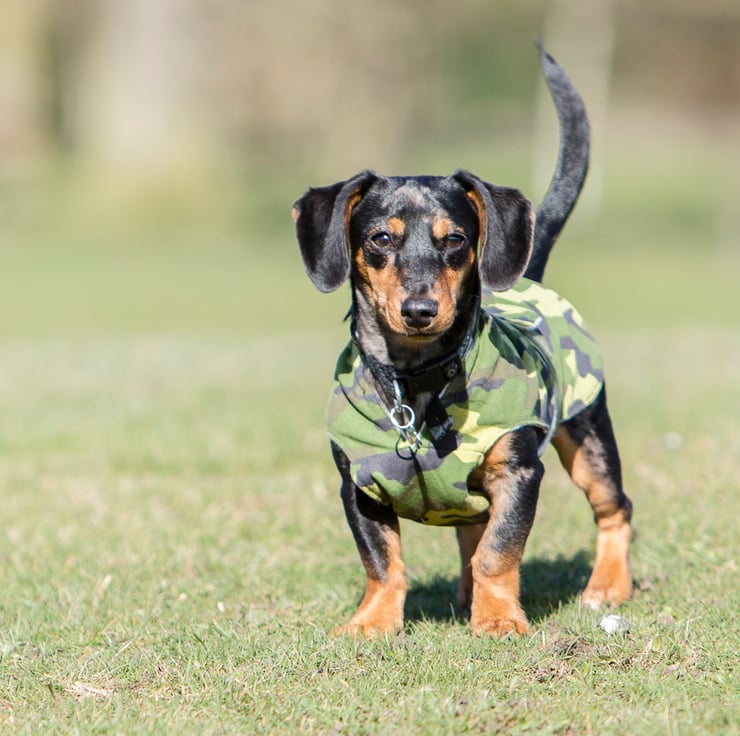 Chest protector dog coat -x small bespoke item ... - Folksy