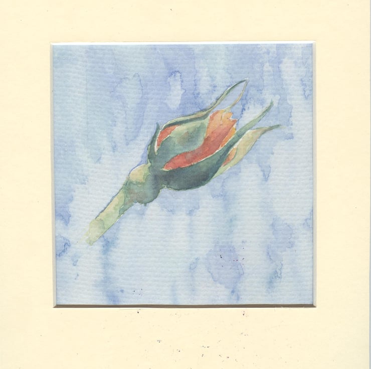 Rose Bud Original Watercolour Painting OOAK - Folksy