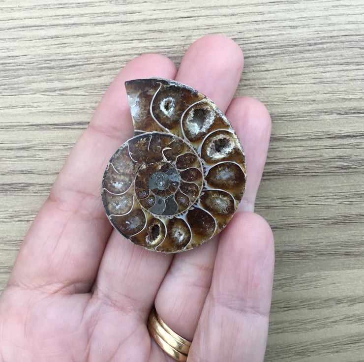 Lovely Medium Half Polished Ammonite for Jewell... - Folksy